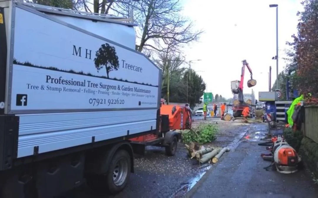 What Are The Signs That You Need To Call A Tree Surgeon?